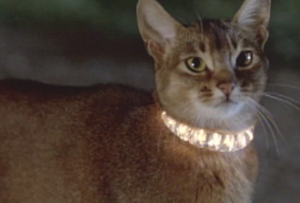 55 Disney Cats That Feline Fanatics NEED to Know!