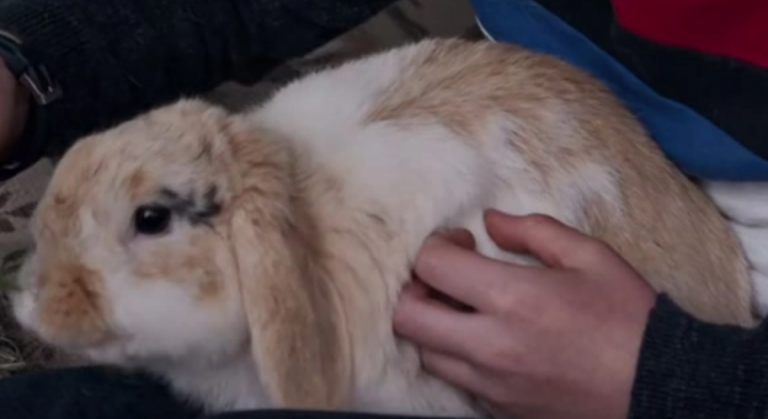 Top 21 Disney Rabbits to Hop Along With! - Pixie Dust and Passports